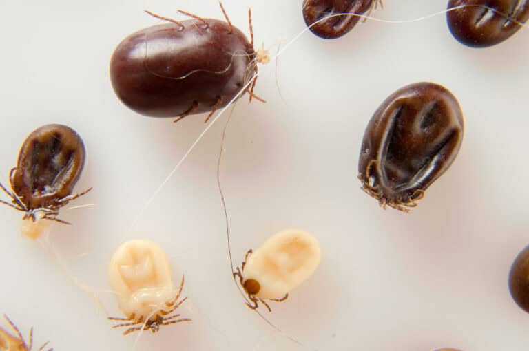 Ticks 101: How To Identify And Remove A Tick?